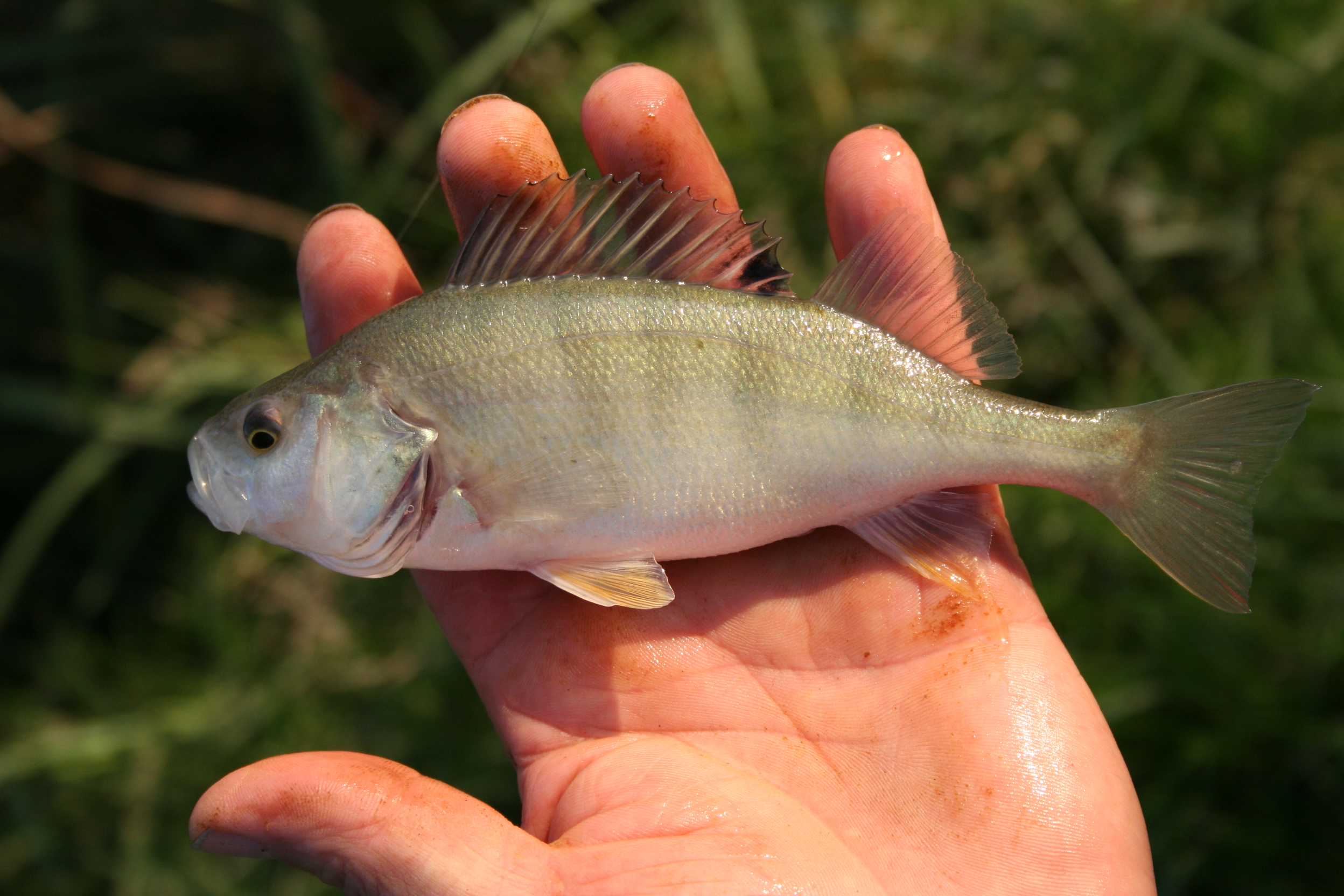 Ribiška družina Brežice - Vrste rib